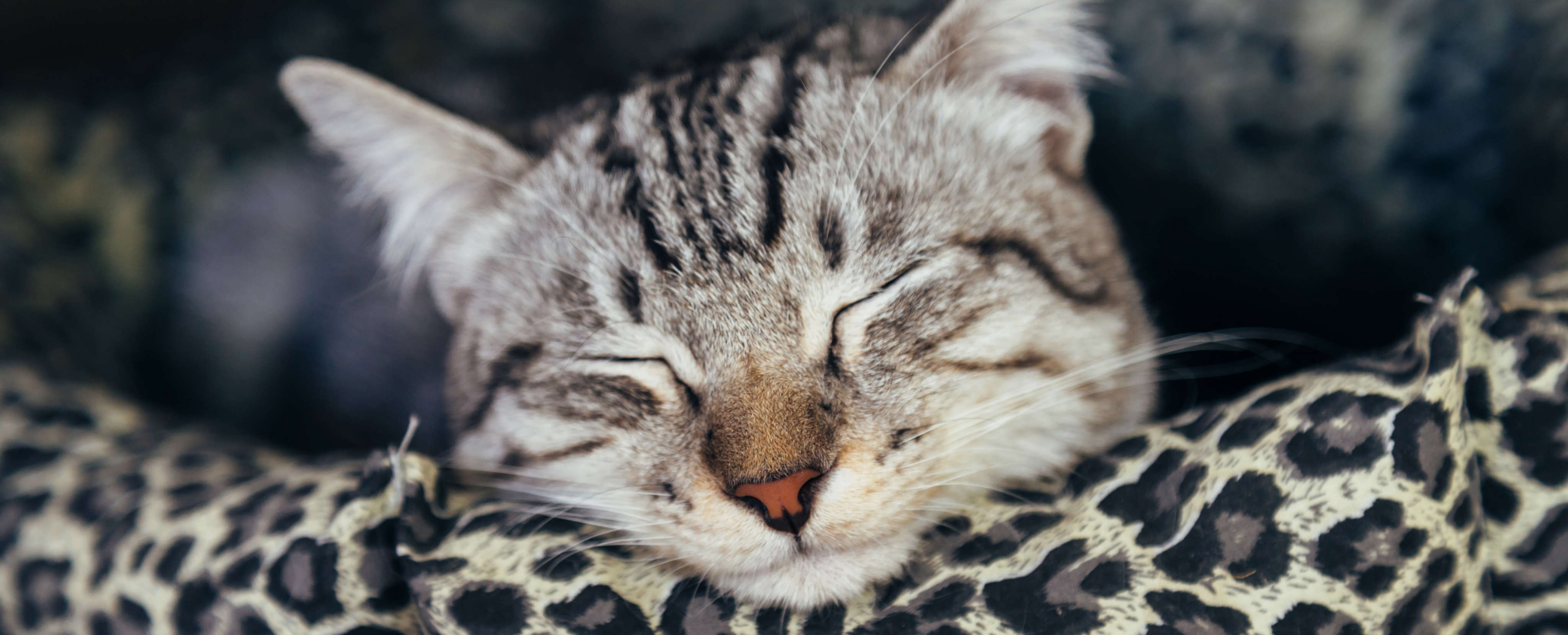 Why Choose the Cat Nap Inn